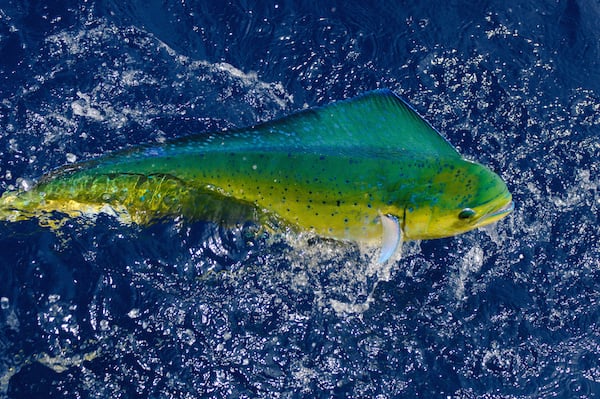 What Is a Dolphin Fish? 11 Fun Fish Facts