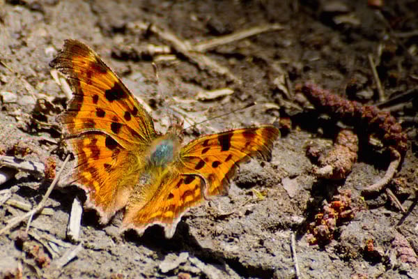 Everything You Need to Know About Commas for the ACT · PrepScholar