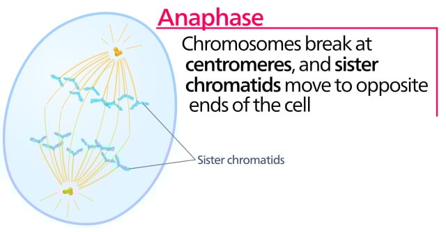 The 4 Mitosis Phases: Prophase, Metaphase, Anaphase, Telophase