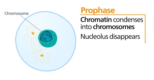 The 4 Mitosis Phases: Prophase, Metaphase, Anaphase, Telophase