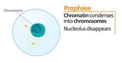 The 4 Mitosis Phases: Prophase, Metaphase, Anaphase, Telophase