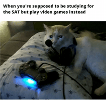 The 30 Best SAT Memes to Get You Through Test Prep · PrepScholar