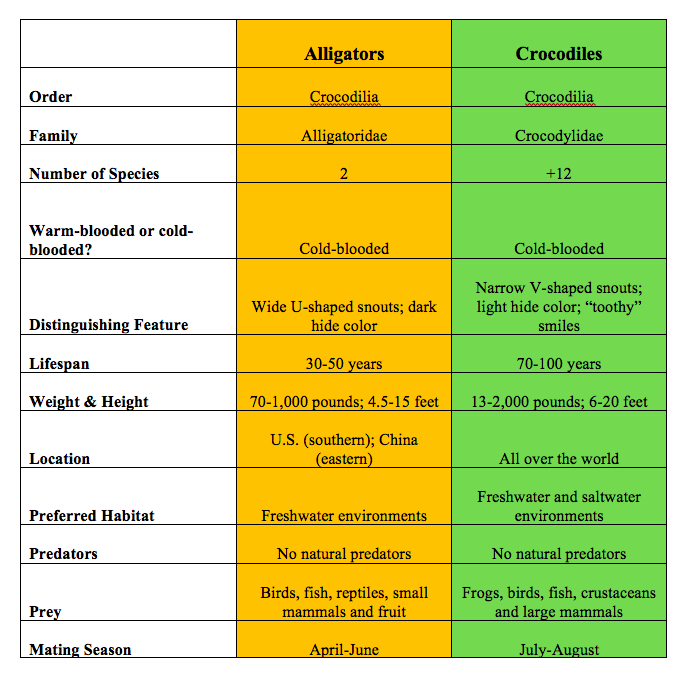 Alligator vs Crocodile: What’s the Difference?