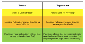 The 3 Major Parts of the Brain and What They Do