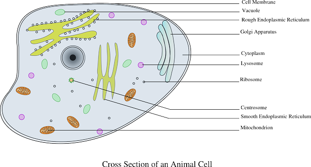 What Is a Vacuole? Understanding the 4 Main Functions · PrepScholar