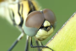 What Is a Dragonfly? 10 Amazing Dragonfly Facts · PrepScholar