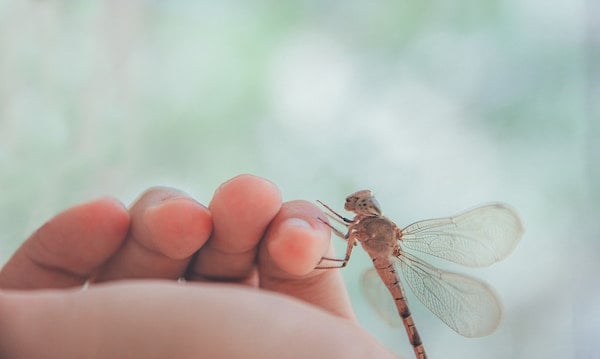 What Is a Dragonfly? 10 Amazing Dragonfly Facts · PrepScholar
