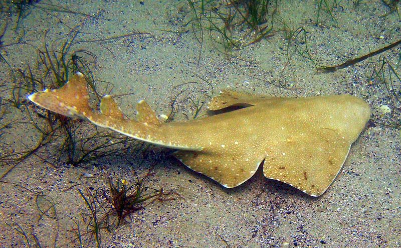 The 8 Different Types of Sharks, Explained