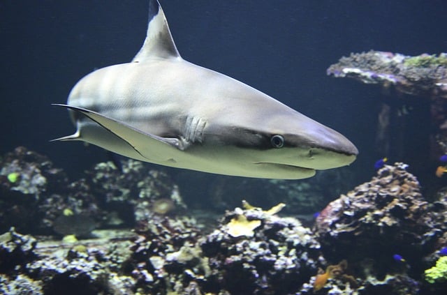 The 8 Different Types of Sharks, Explained · PrepScholar