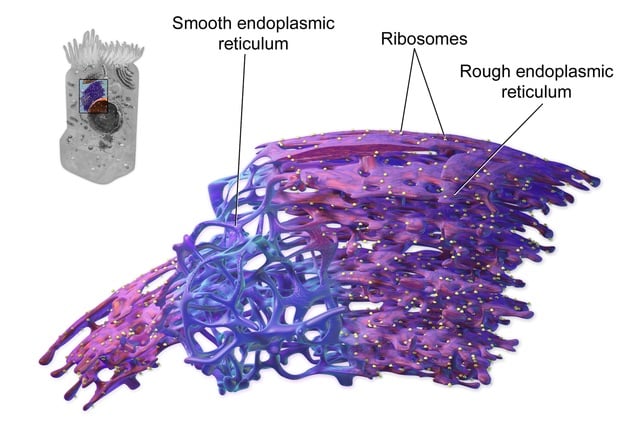 What Is the Endoplasmic Reticulum? What Does It Do?