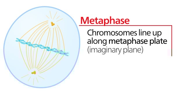 The 4 Mitosis Phases: Prophase, Metaphase, Anaphase, Telophase