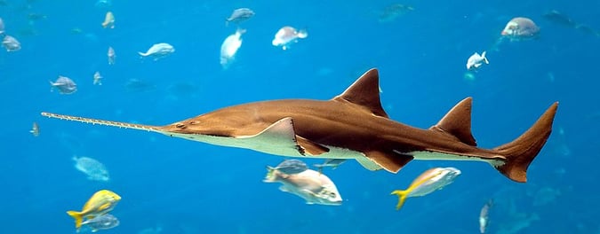 The 8 Different Types of Sharks, Explained · PrepScholar