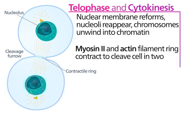 The 4 Mitosis Phases: Prophase, Metaphase, Anaphase, Telophase