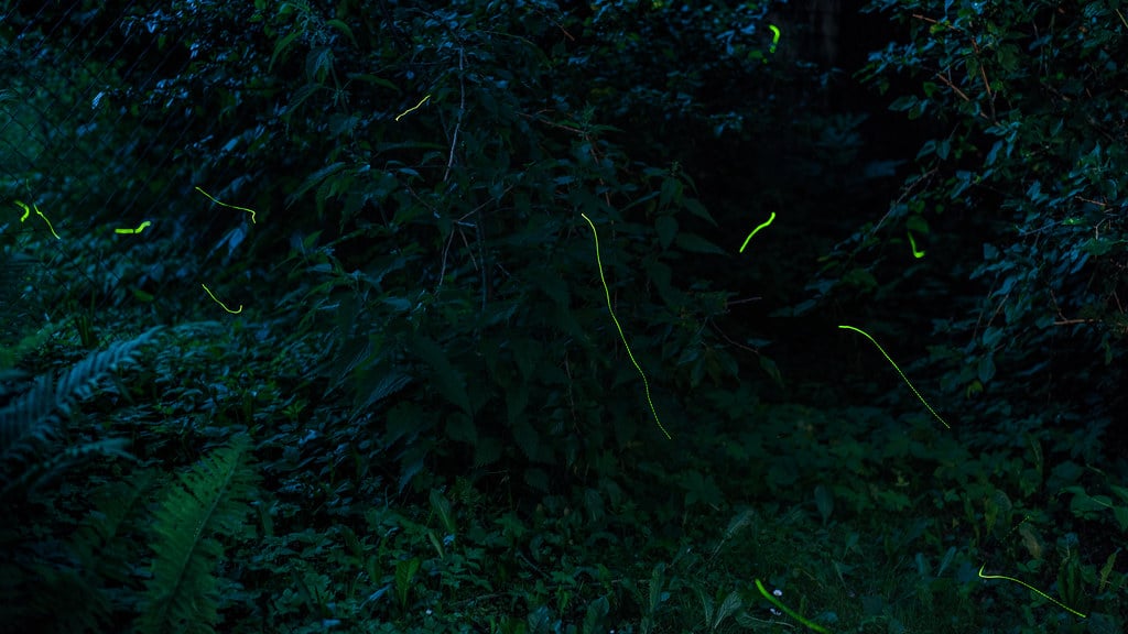What Are Lightning Bugs? Are They Different From Fireflies?