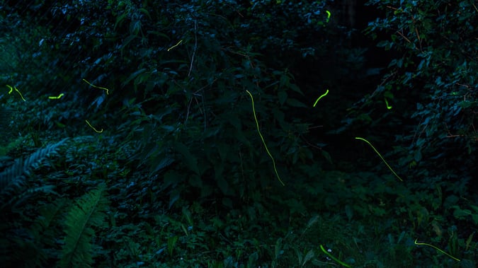 What Are Lightning Bugs? Are They Different From Fireflies?