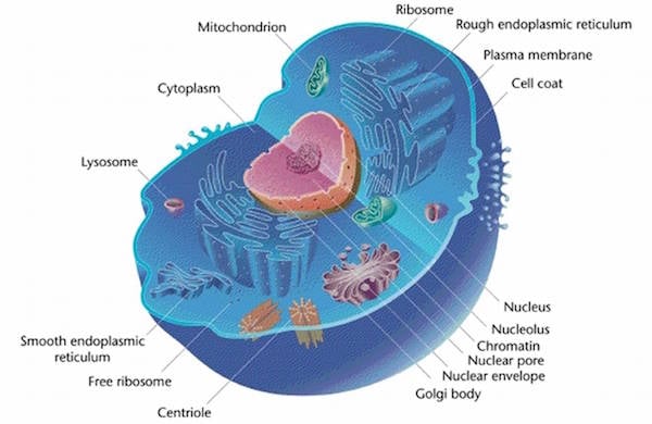 The Best IB Biology Study Guide and Notes for SL/HL
