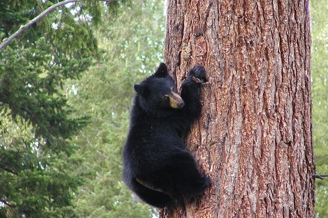 What Is Commensalism? Definition and Examples · PrepScholar