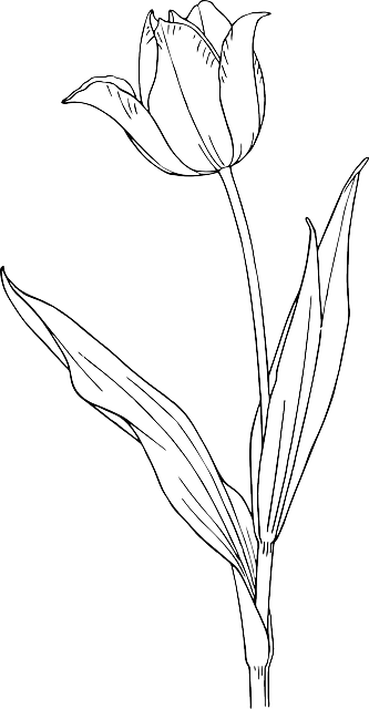 How to Draw Contour Line Art: 4 Key Steps · PrepScholar