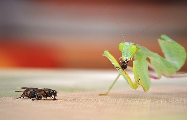 What Is a Praying Mantis? 9 Fun Facts · PrepScholar