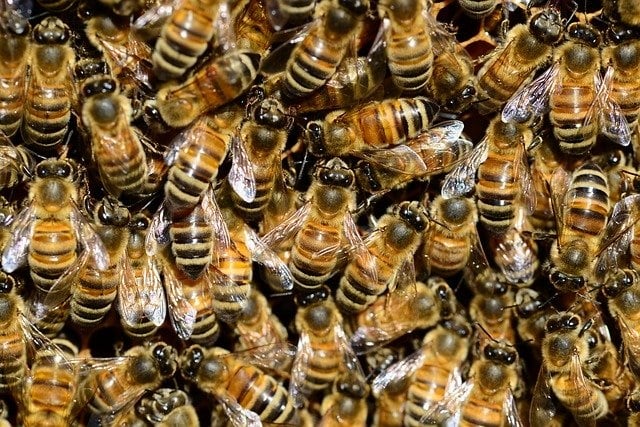 The 11 Types of Bees You Should Know