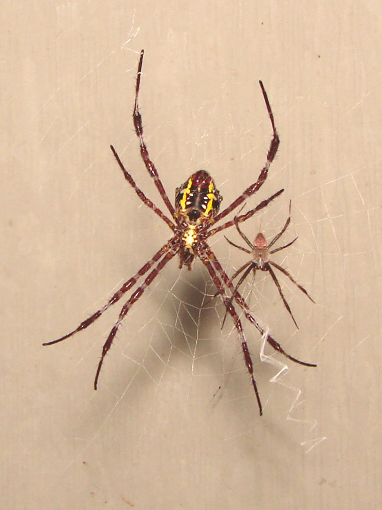 5 Excellent Reasons Not to Fear the Garden Spider · PrepScholar