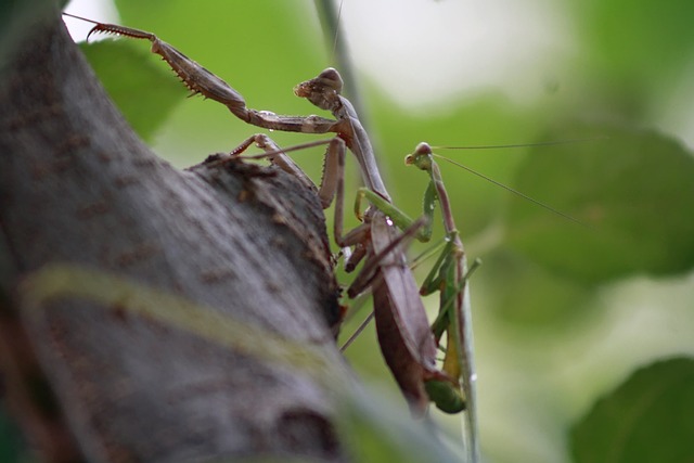 What Is a Praying Mantis? 9 Fun Facts · PrepScholar