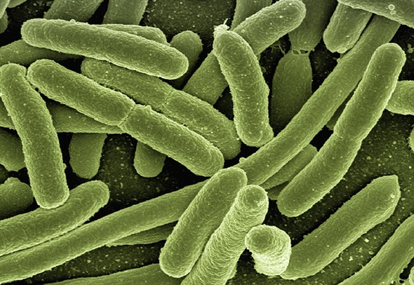 The Expert's Guide to the AP Biology Exam · PrepScholar