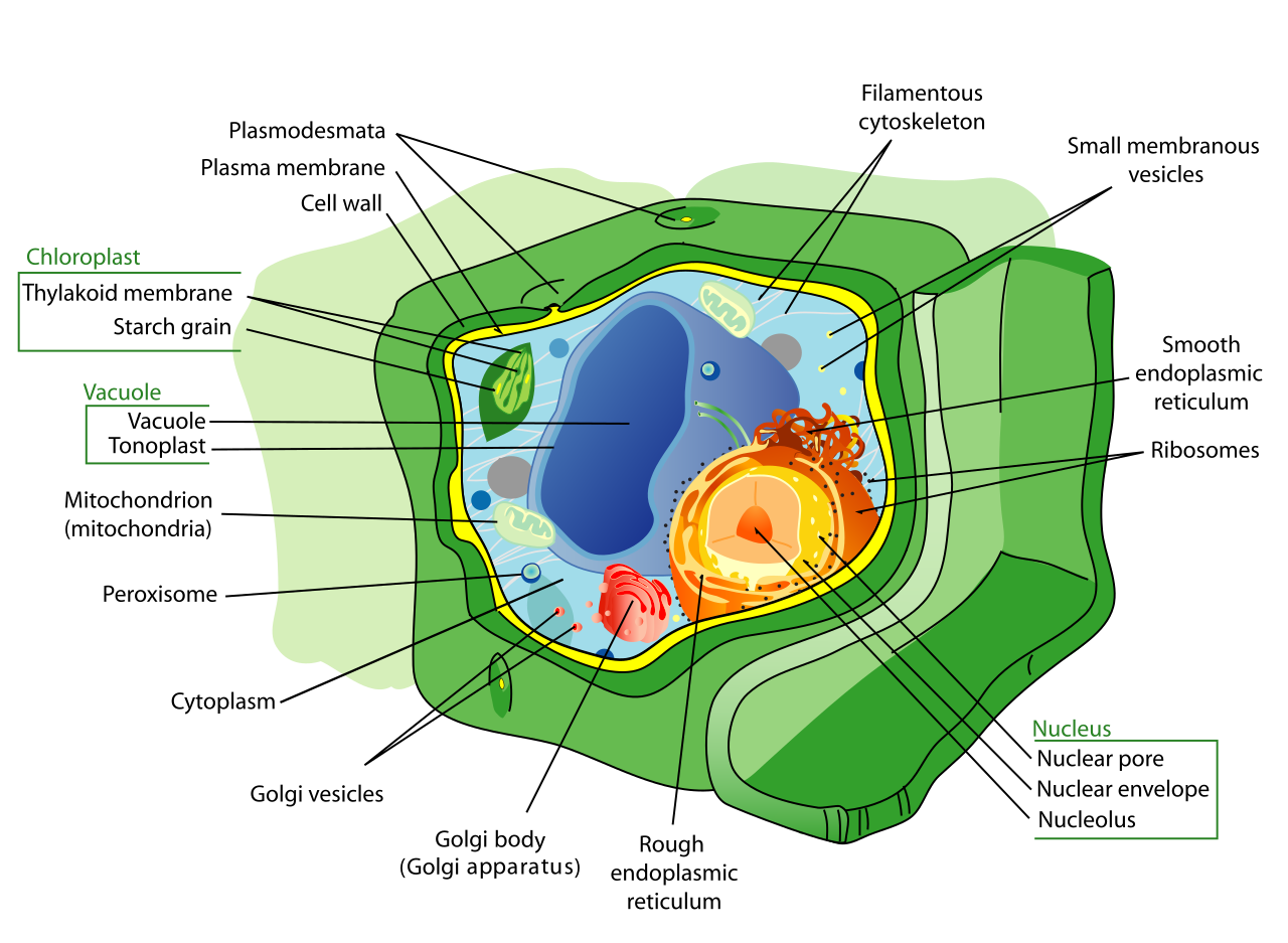 What Is A Vacuole Understanding The 4 Main Functions What Is A Vacuole Understanding The 4 Main Functions