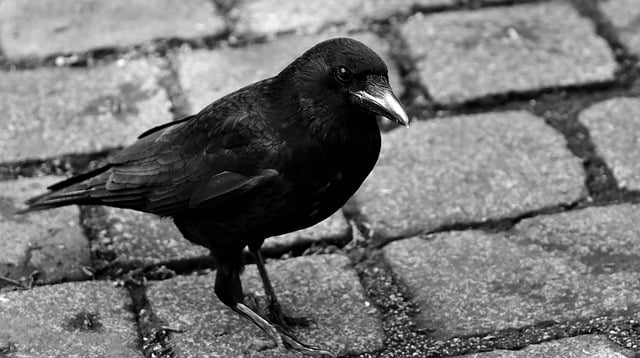 Understanding The Raven: Expert Poem Analysis · PrepScholar