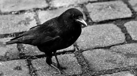 Understanding The Raven: Expert Poem Analysis · PrepScholar
