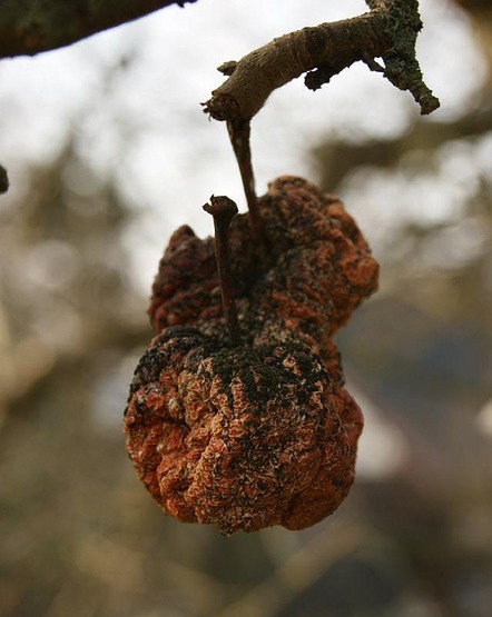 Best Summary and Analysis: The Great Gatsby, Chapter 8