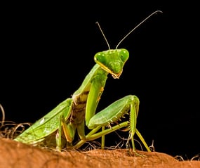 What Is a Praying Mantis? 9 Fun Facts · PrepScholar