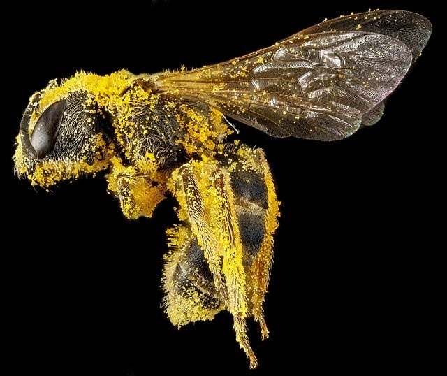 The 11 Types of Bees You Should Know · PrepScholar