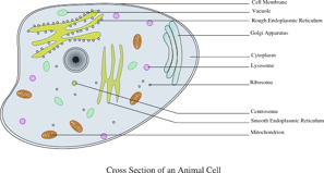 The Complete Guide to Animal Cells · PrepScholar