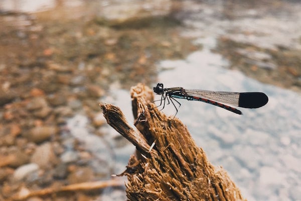 What Is a Dragonfly? 10 Amazing Dragonfly Facts · PrepScholar