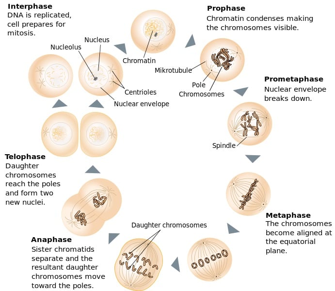 The 4 Mitosis Phases: Prophase, Metaphase, Anaphase, Telophase