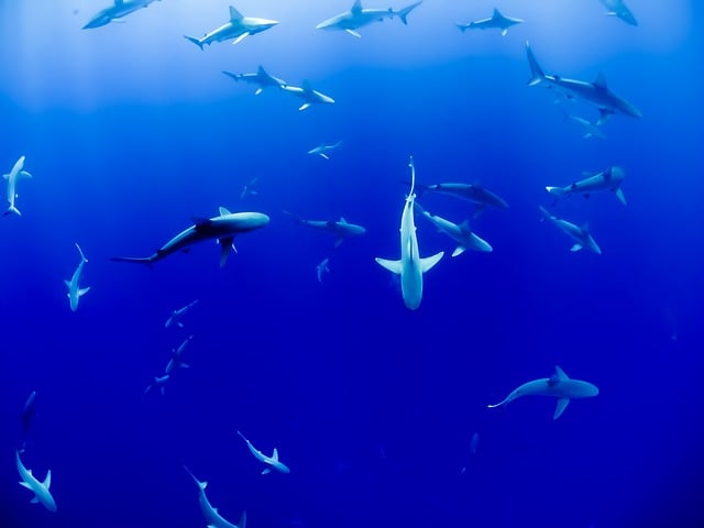 The 8 Different Types of Sharks, Explained