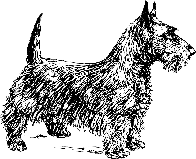 11 Easy Steps for How to Draw a Dog · PrepScholar