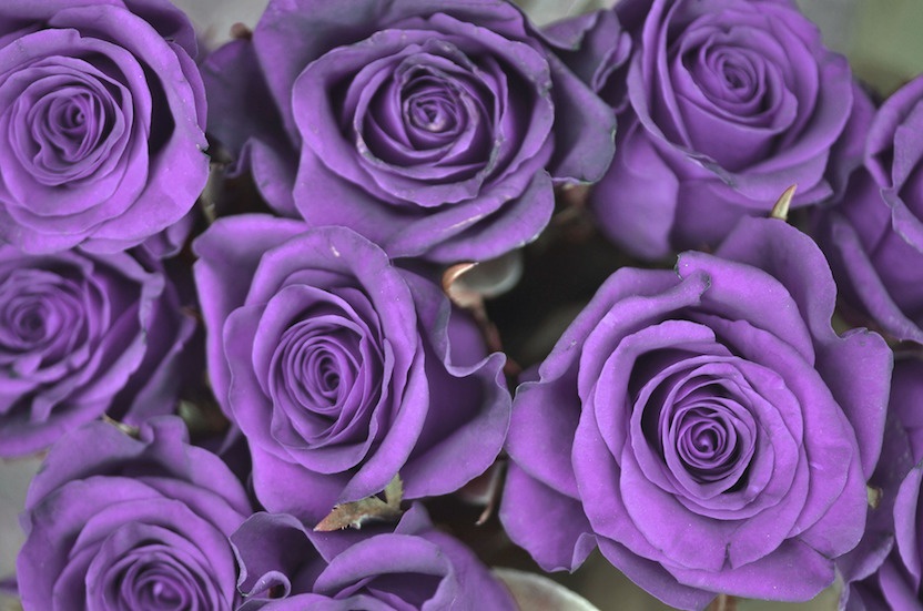 11 Rose Color Meanings to Help You Pick the Perfect Bouquet