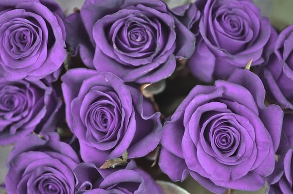 11 Rose Color Meanings to Help You Pick the Perfect Bouquet