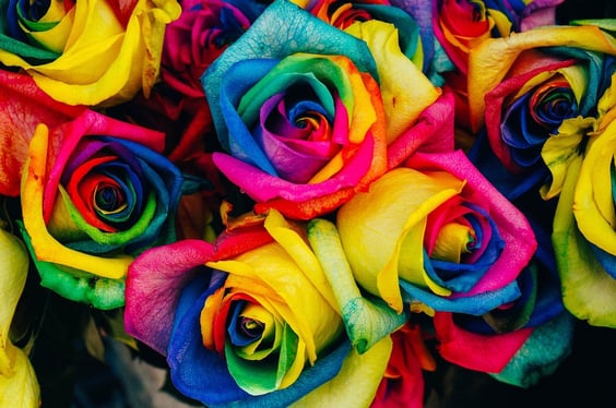 11 Rose Color Meanings to Help You Pick the Perfect Bouquet